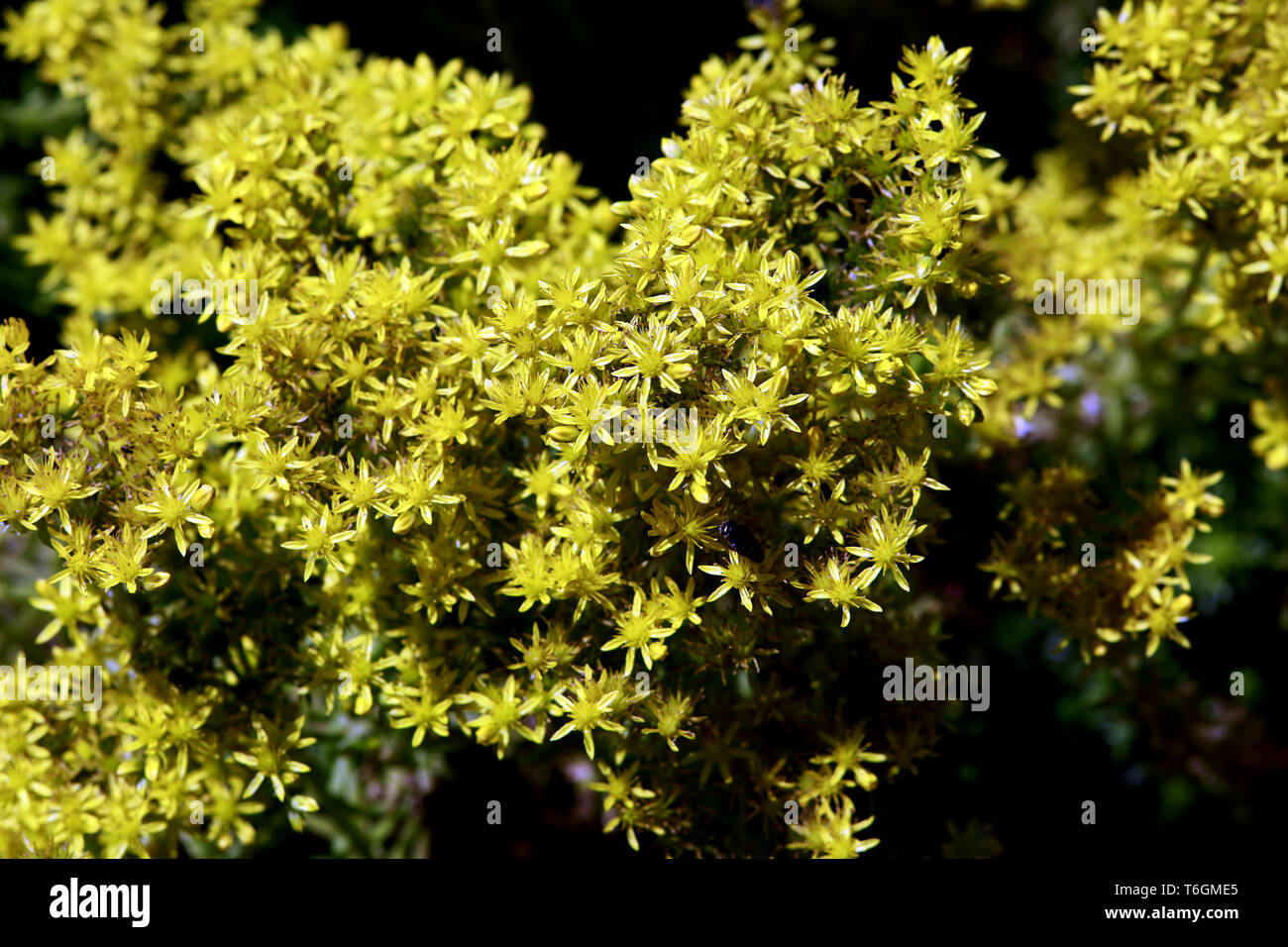 Rock stonecrop hi-res stock photography and images - Alamy