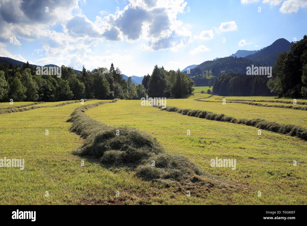 Drying barley hi-res stock photography and images - Alamy