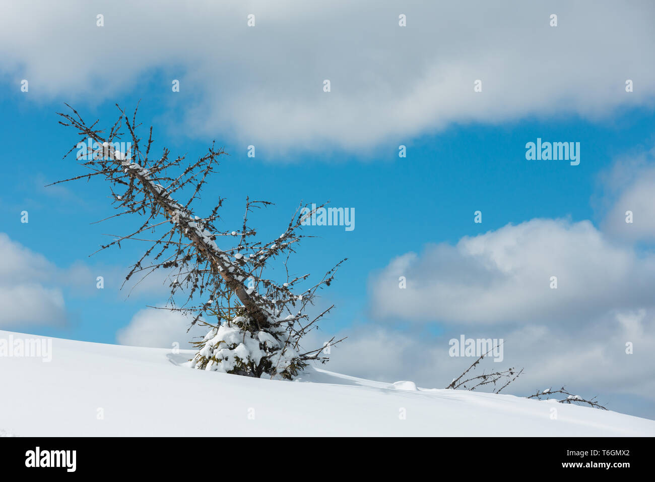 Withered windbreak tree on winter hill slope Stock Photo - Alamy