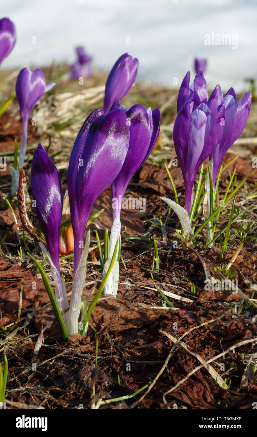 Purple Crocus flowers on spring mountain Stock Photo - Alamy