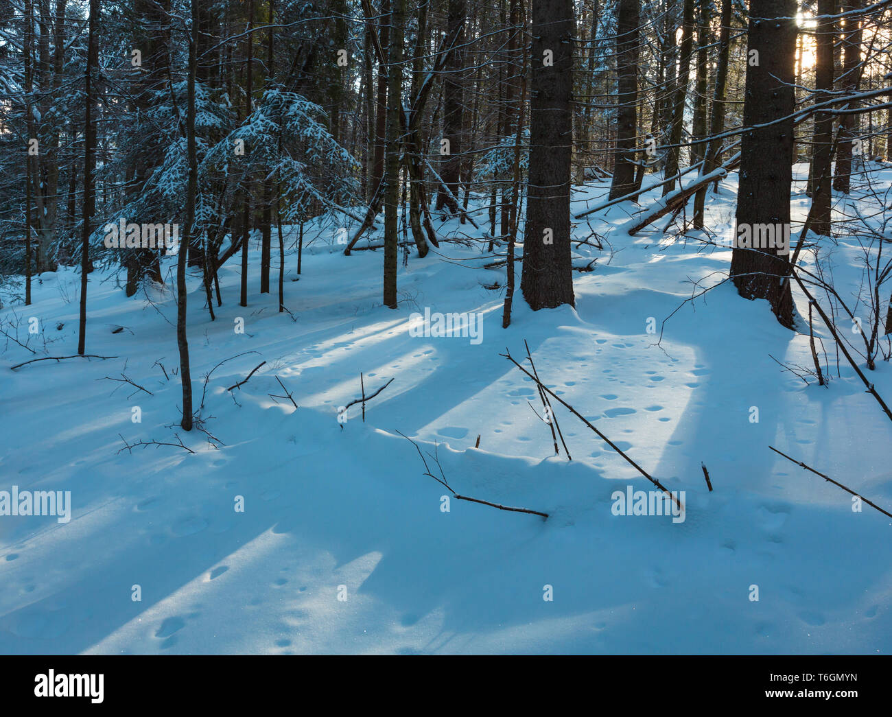 Old fir forest hi-res stock photography and images - Alamy