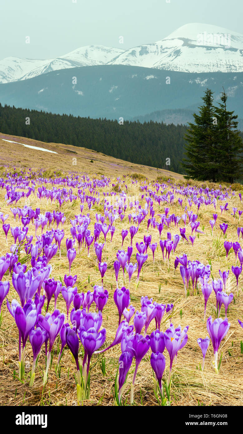 Purple Crocus flowers on spring mountain Stock Photo - Alamy