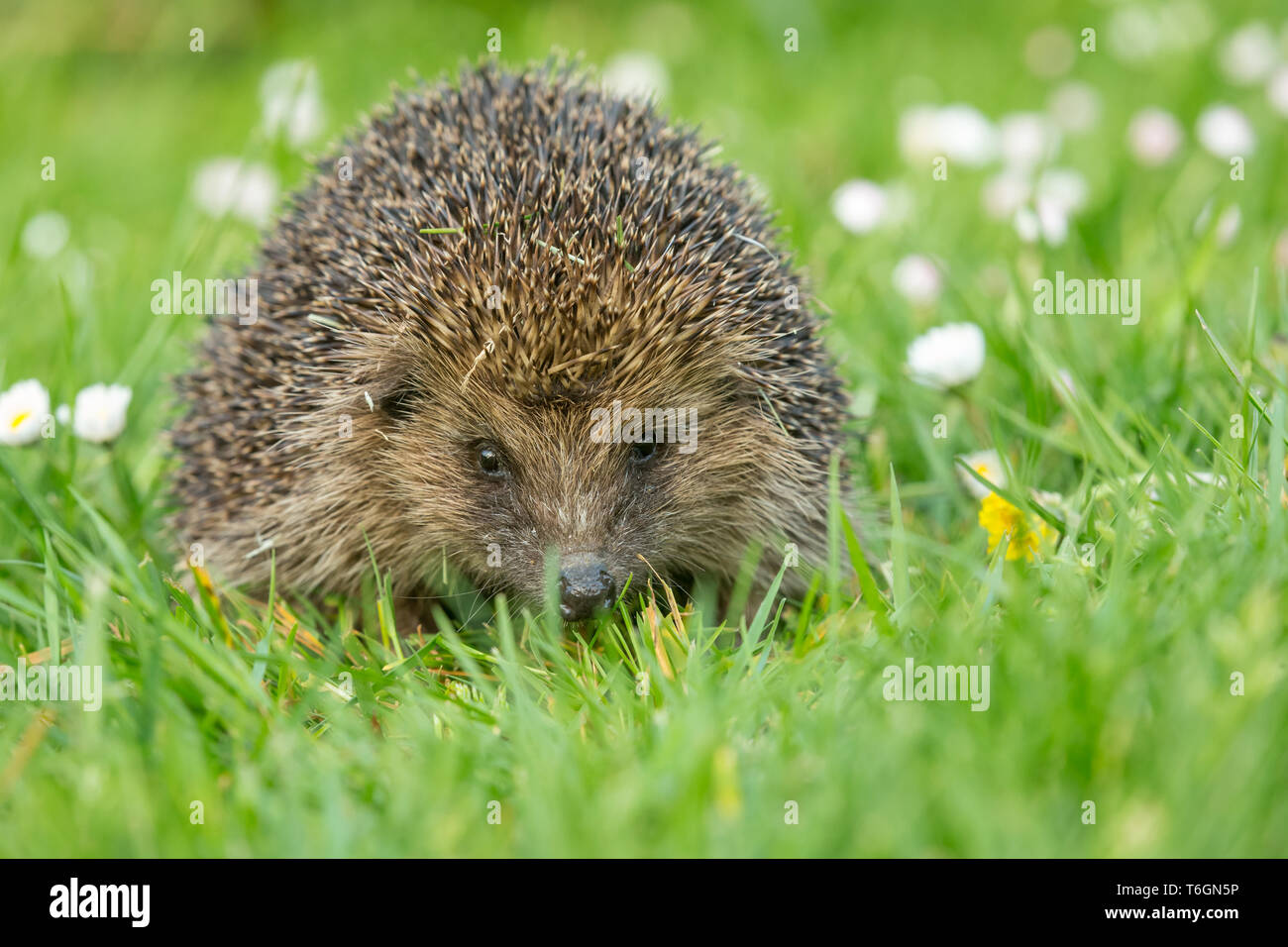 European wildlife in natural habitat hi-res stock photography and ...