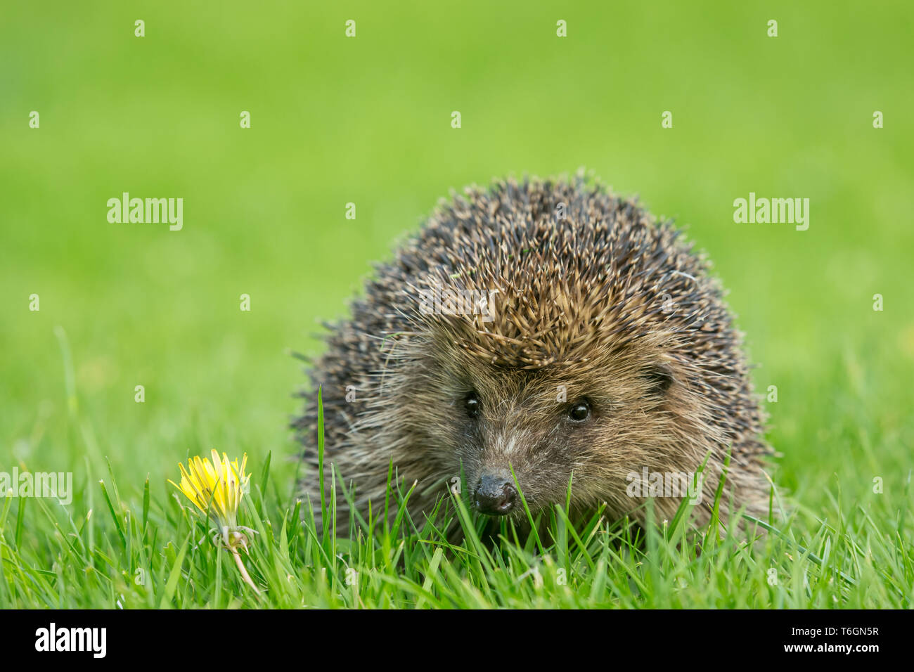 Hedgehog, (Scientific name: Erinaceus Europaeus) wild, native,European ...
