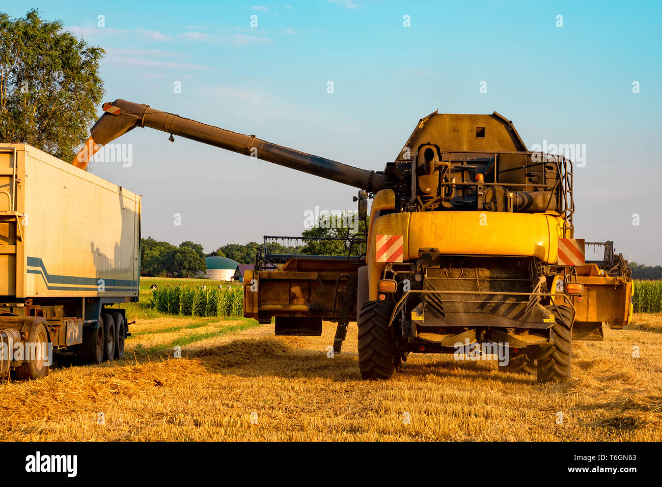 big combine harvester threshing in the sunset Stock Photo - Alamy