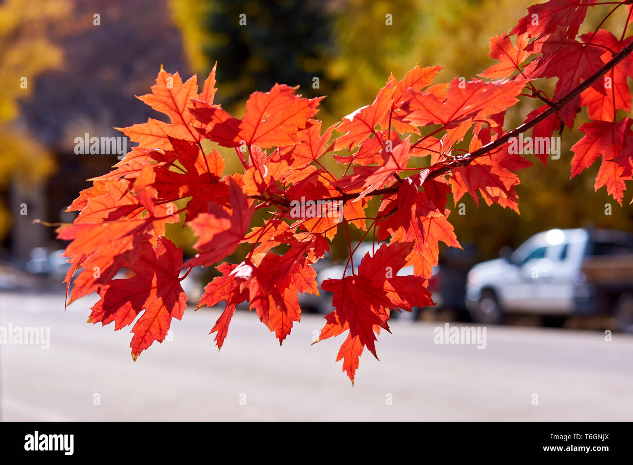 Rocky mountain maple tree aspen hi-res stock photography and images - Alamy