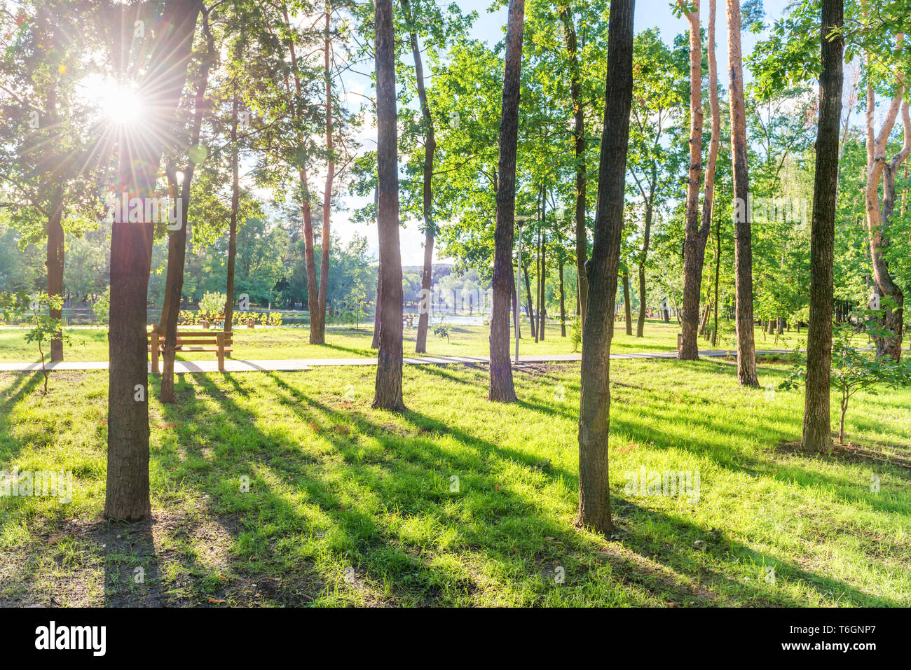 Bench in green sunny park Stock Photo - Alamy