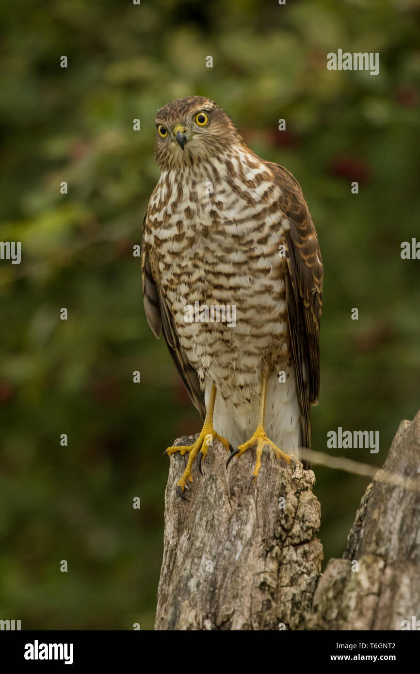 Lesser sparrow hawk hi-res stock photography and images - Alamy