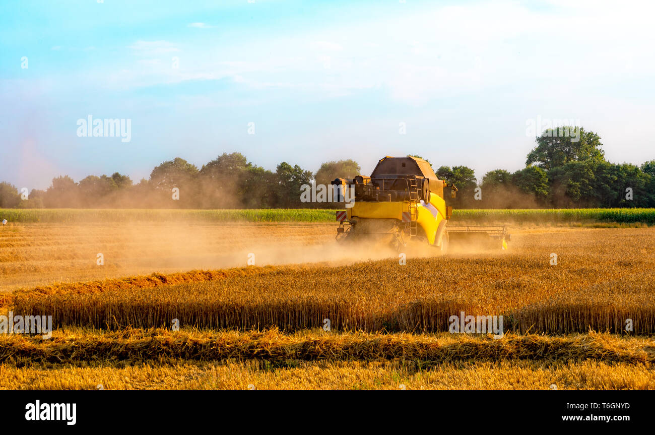big combine harvester threshing in the sunset Stock Photo - Alamy