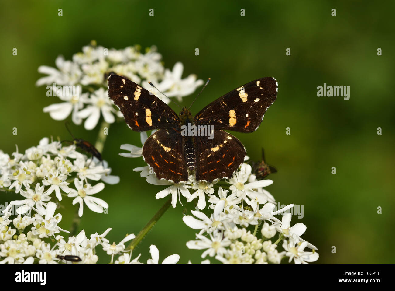 Map butterfly hi-res stock photography and images - Alamy