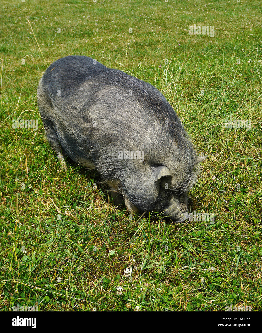 pot-bellied pig, Vietnamese pot-bellied pig Stock Photo - Alamy