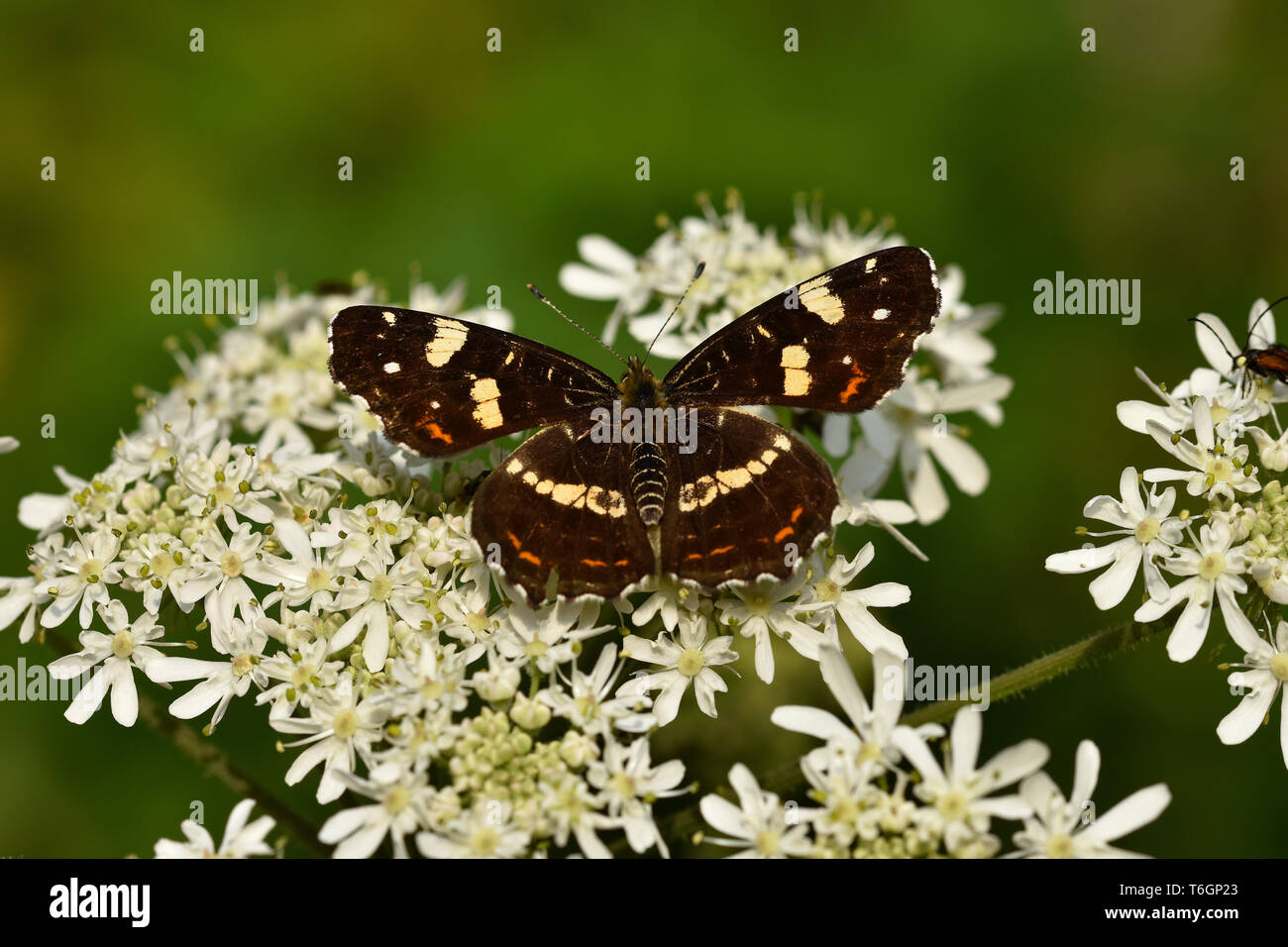 Map butterfly hi-res stock photography and images - Alamy