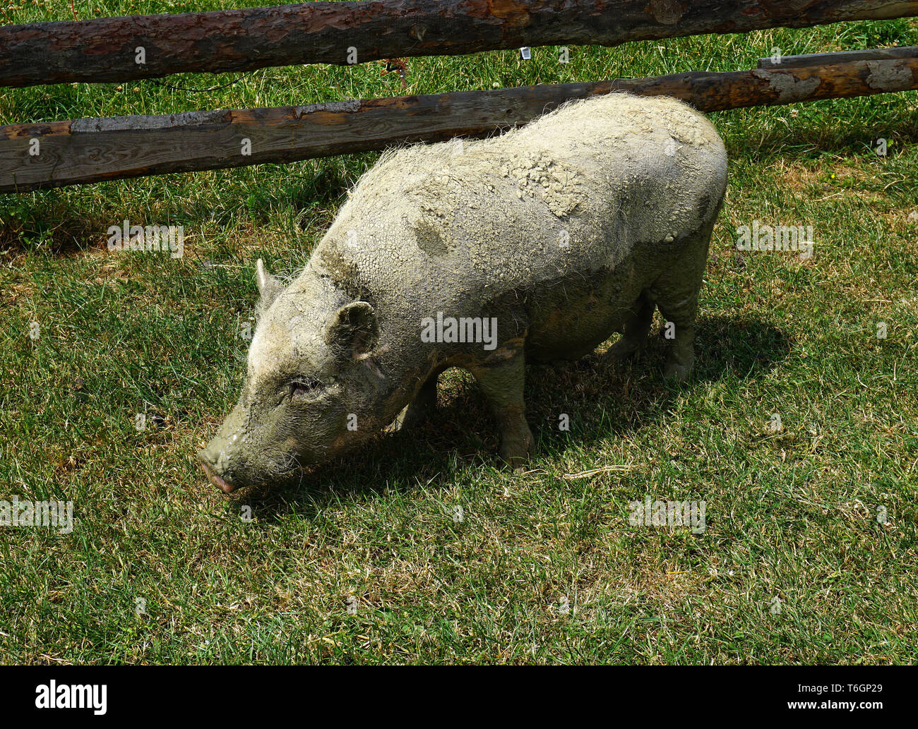 Pig keeping hi-res stock photography and images - Alamy