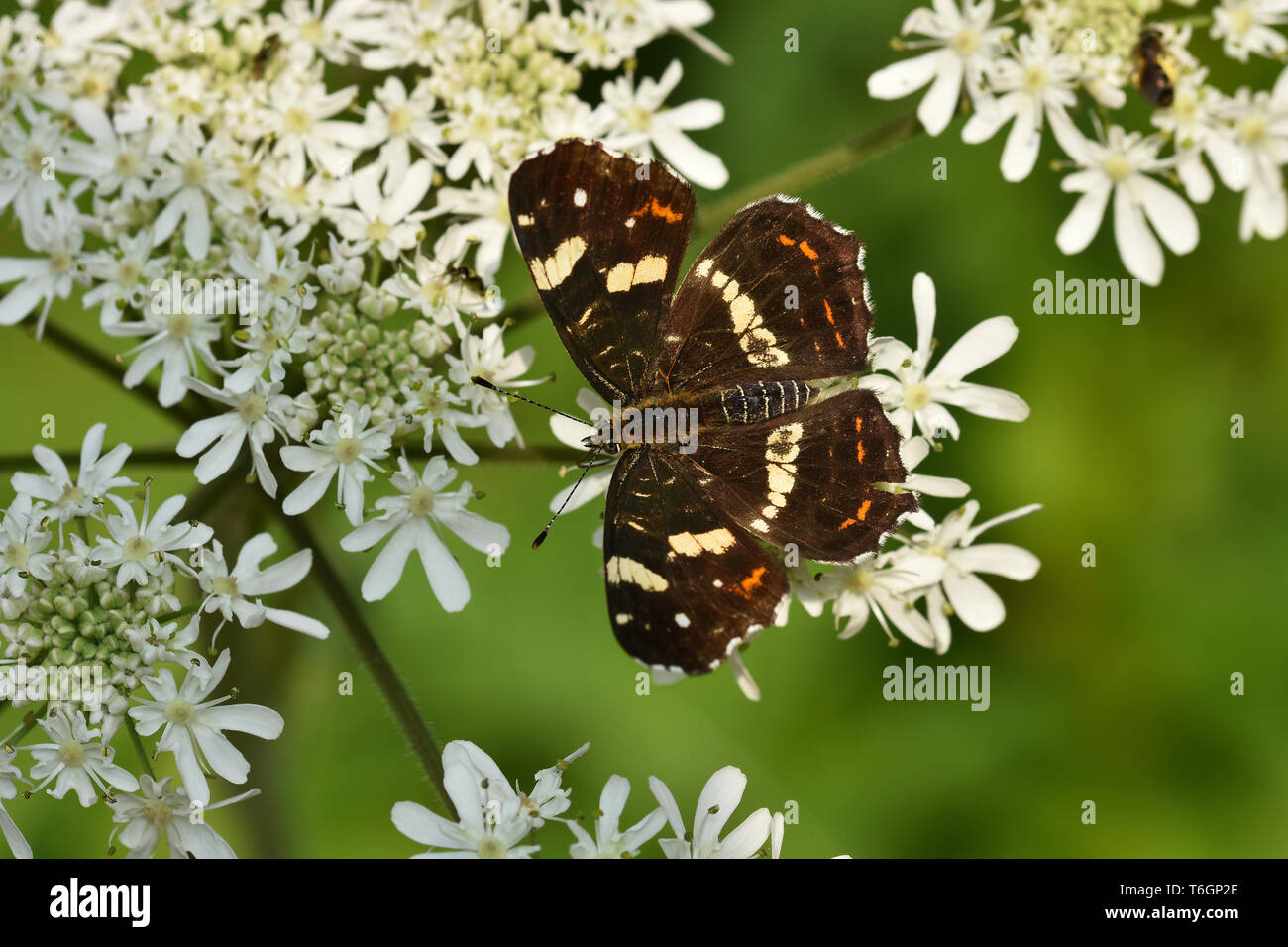 Map butterfly hi-res stock photography and images - Alamy
