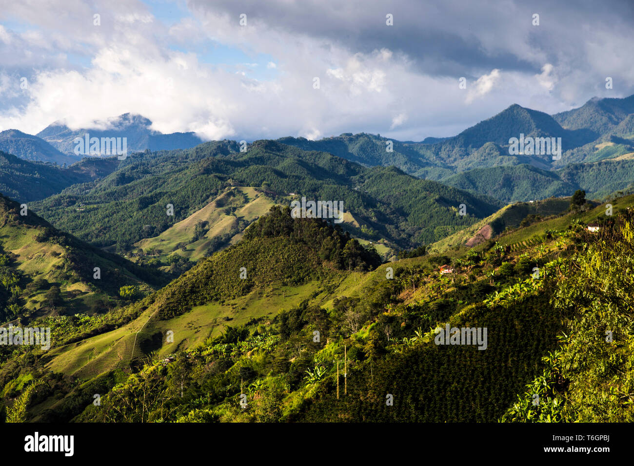 Fields of cofee in a coffee farm in Caldas Stock Photo - Alamy