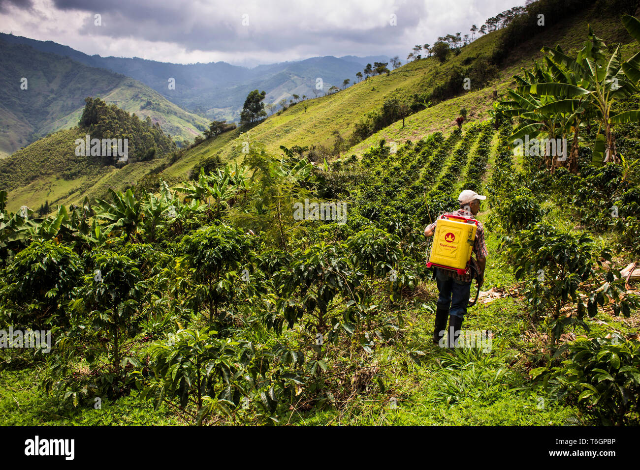 Fields of cofee in a coffee farm in Caldas Stock Photo - Alamy