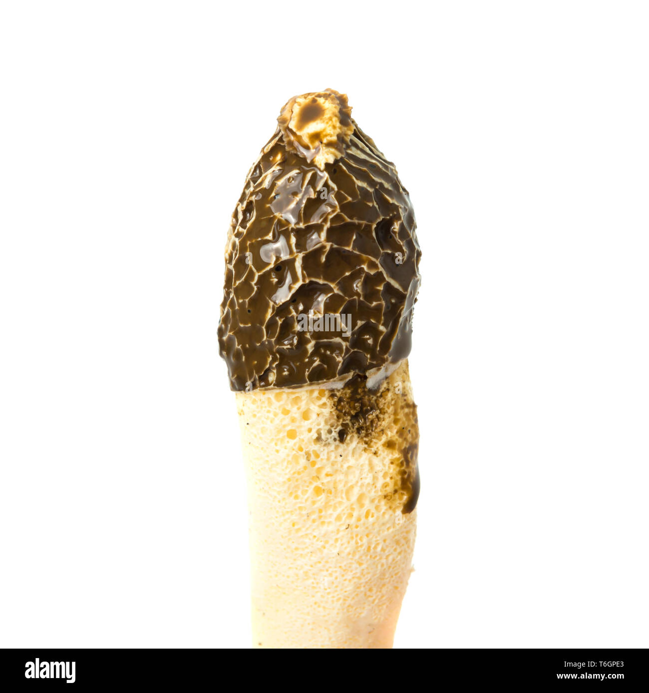 Poisonous mushroom Phallus impudicus Stock Photo - Alamy