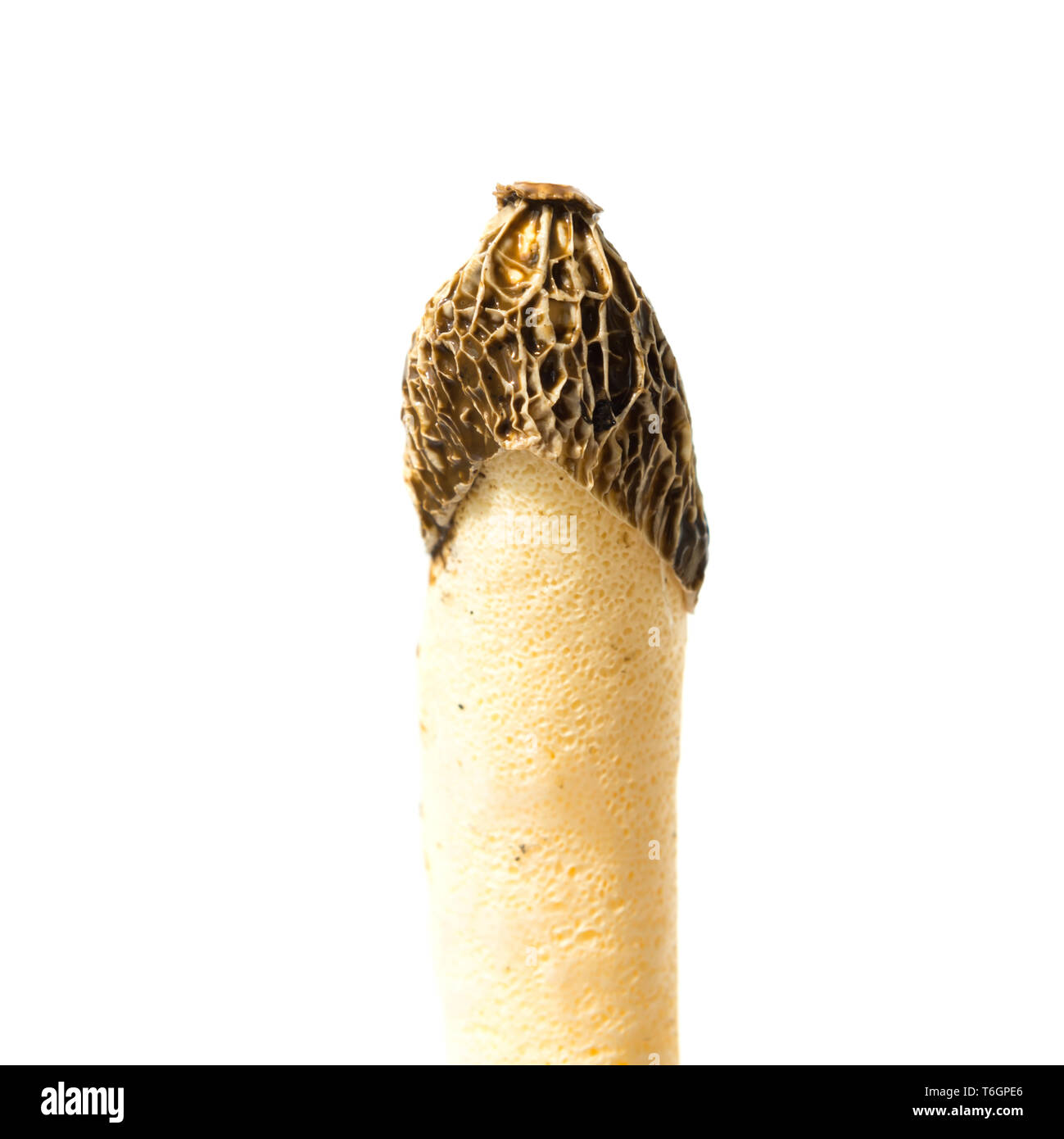 Poisonous mushroom Phallus impudicus Stock Photo - Alamy