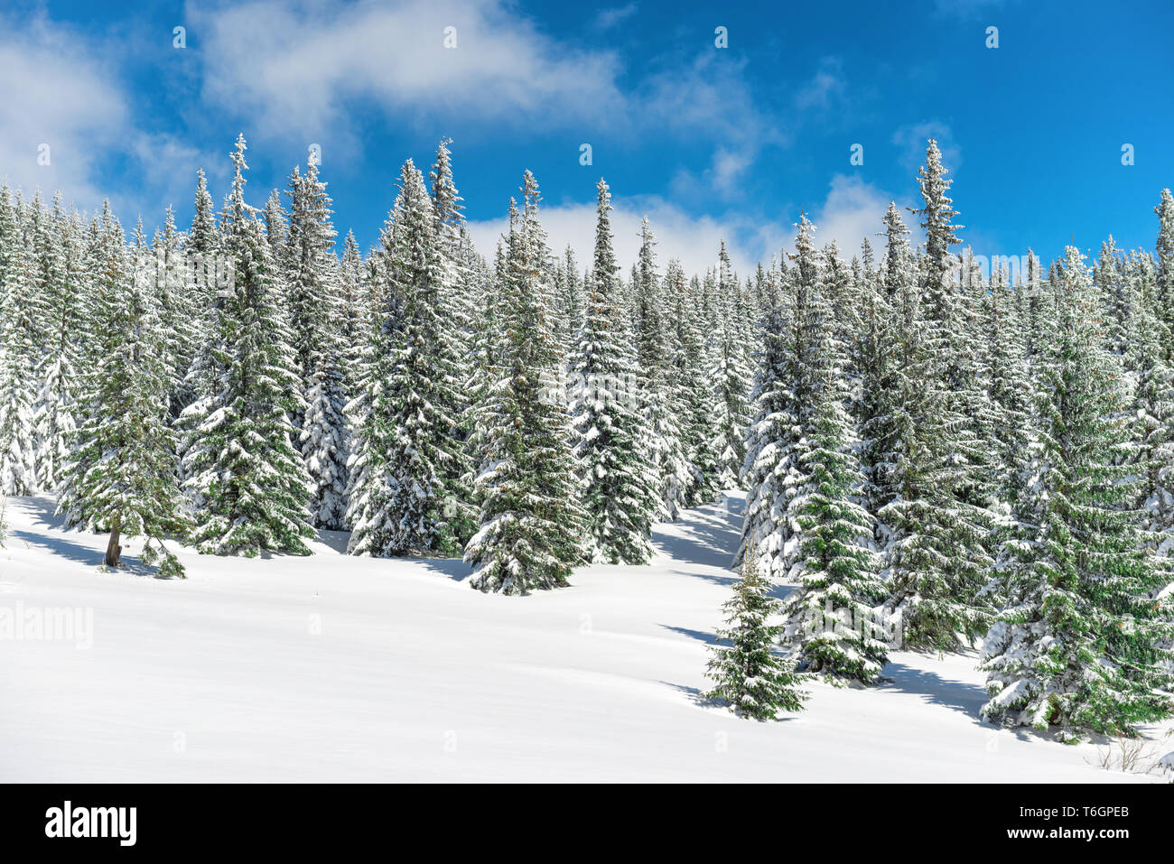 Winter pine trees in snow Stock Photo - Alamy