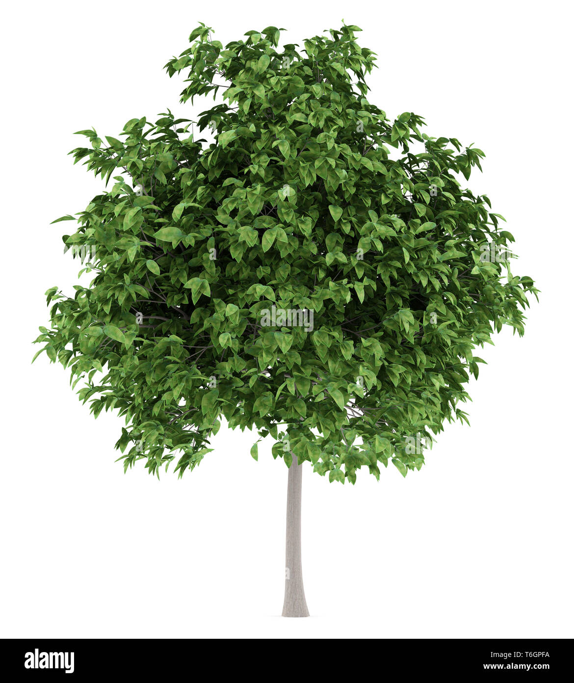 Pomelo tree hi-res stock photography and images - Alamy