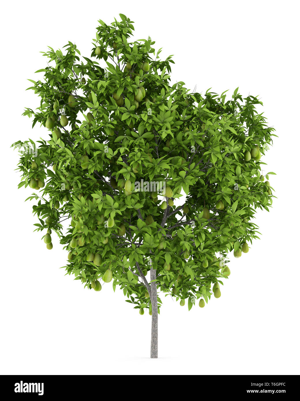 avocado tree with avocados isolated on white background Stock Photo - Alamy