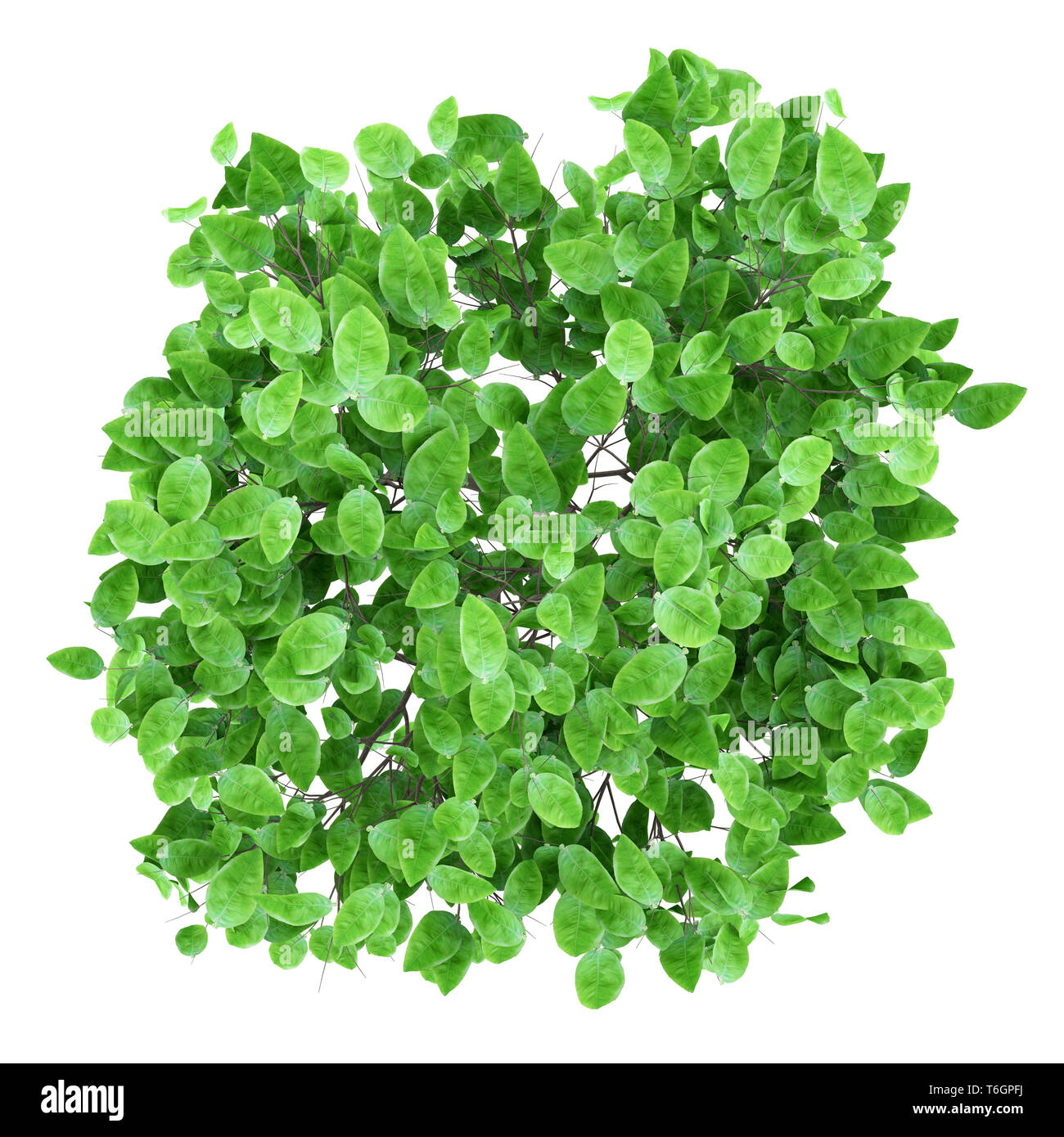 grapefruit tree isolated on white background. top view Stock Photo - Alamy