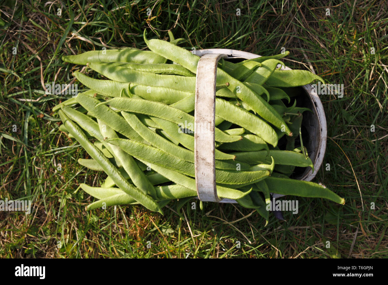 Harvest runner beans hi-res stock photography and images - Alamy