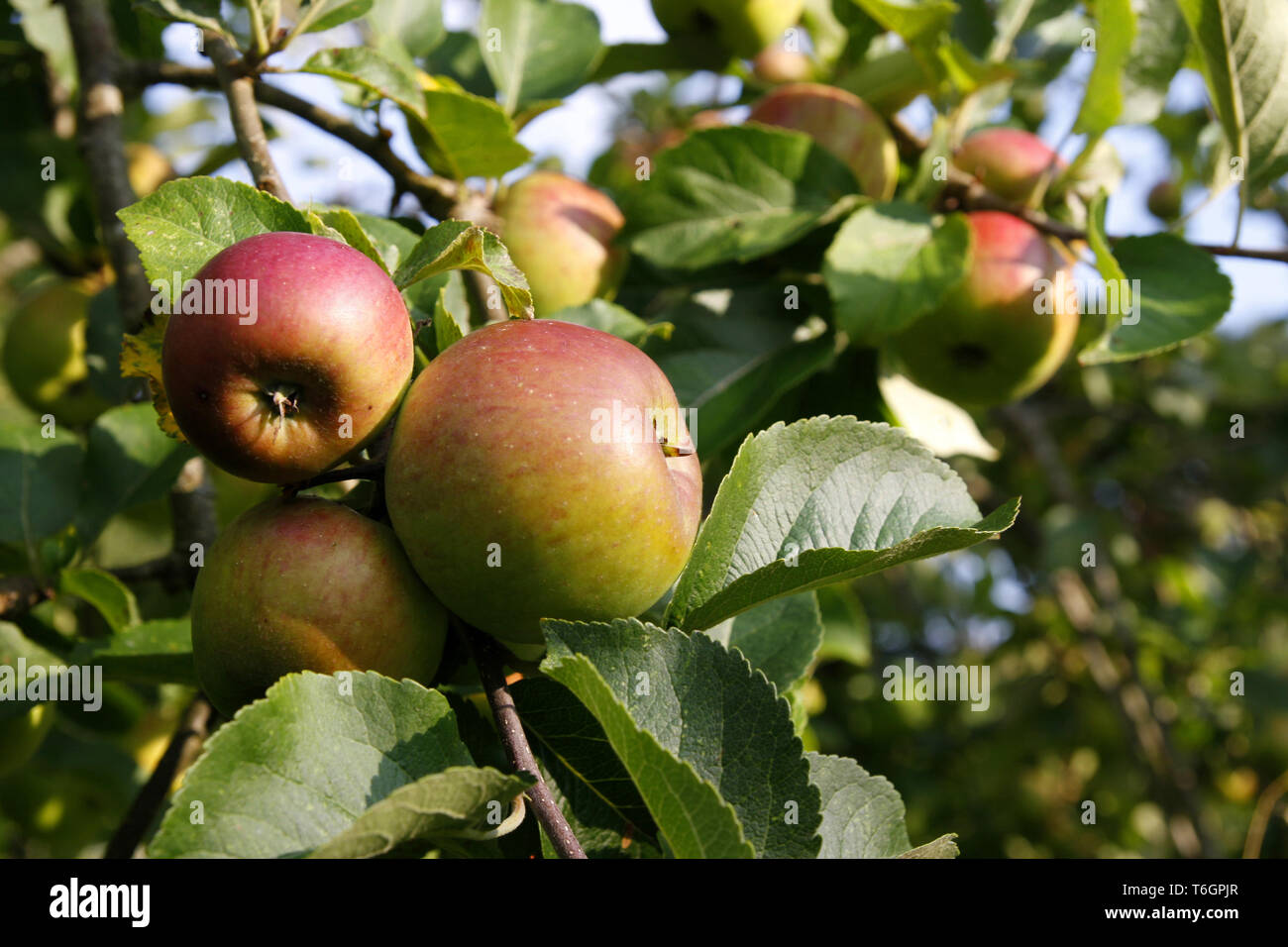 Apples growing on an apple tree in Summer Stock Photo - Alamy