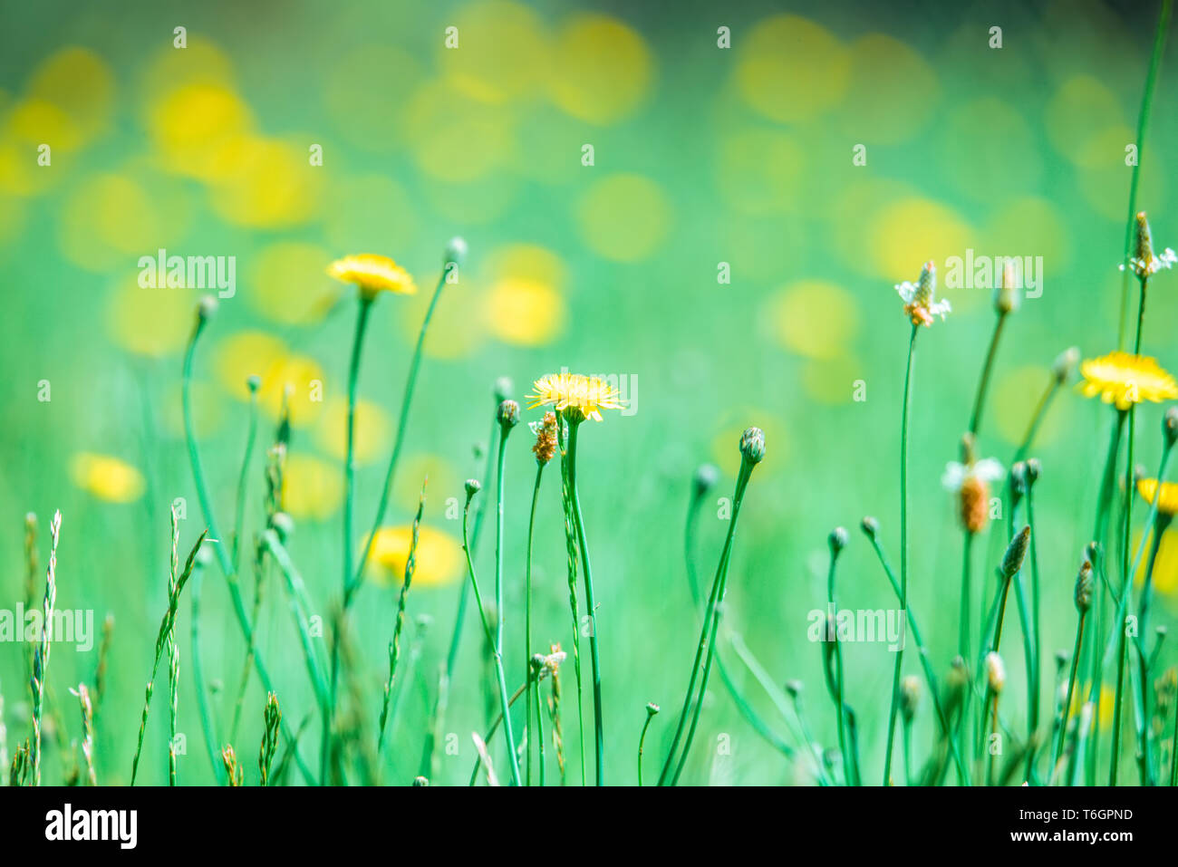 daisy flower bloom on a meadow in summer Stock Photo - Alamy