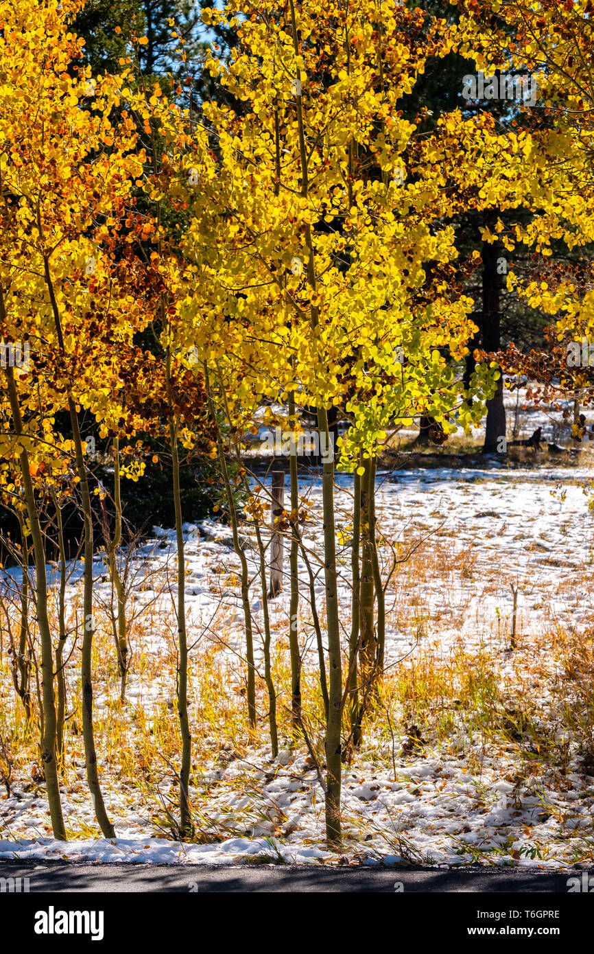 Season changing, first snow and autumn trees Stock Photo - Alamy