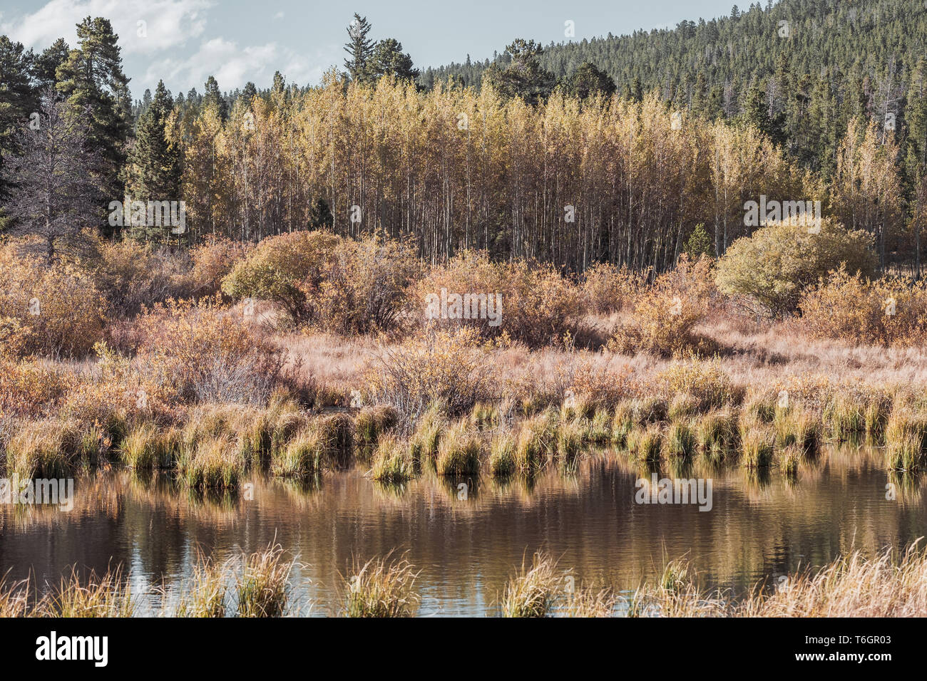 Colorado water lily hi-res stock photography and images - Alamy