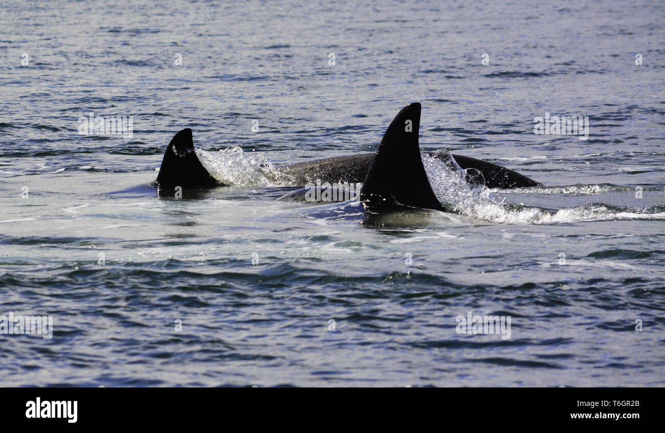 Whale on the surface hi-res stock photography and images - Alamy
