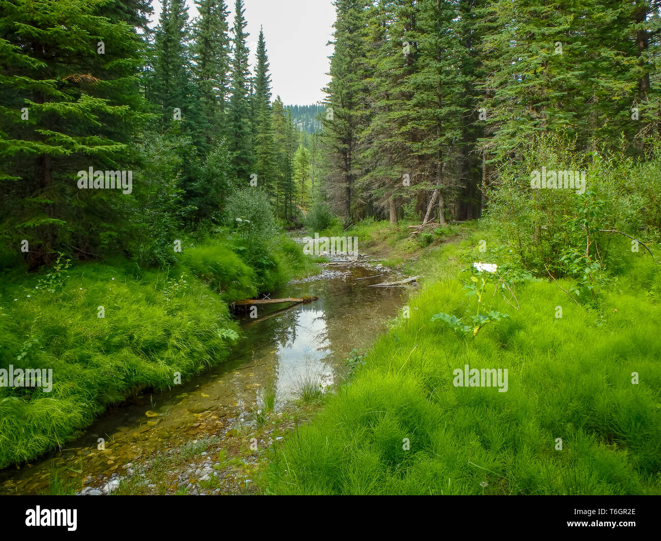 Meadow riverside forest hi-res stock photography and images - Alamy