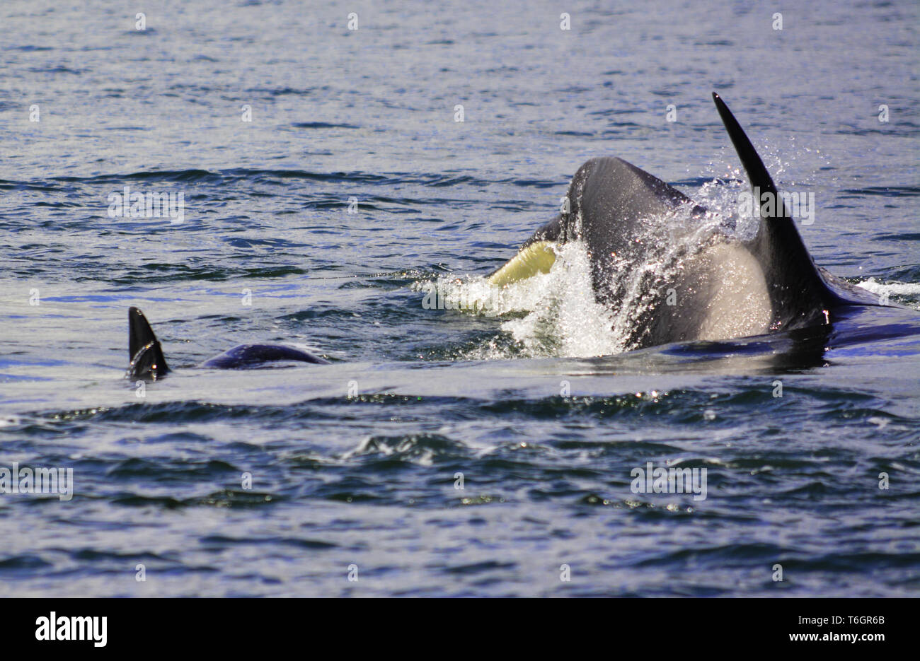 killer whales are jumping on the surface Stock Photo - Alamy