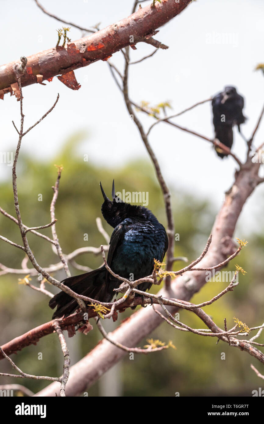 Boat tailed grackle bird Quiscalus major Stock Photo - Alamy