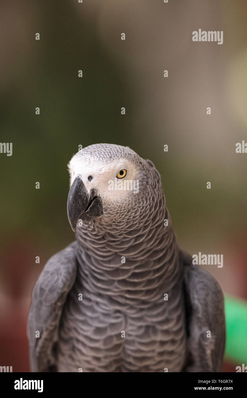 African parrot grey feather hi-res stock photography and images - Alamy