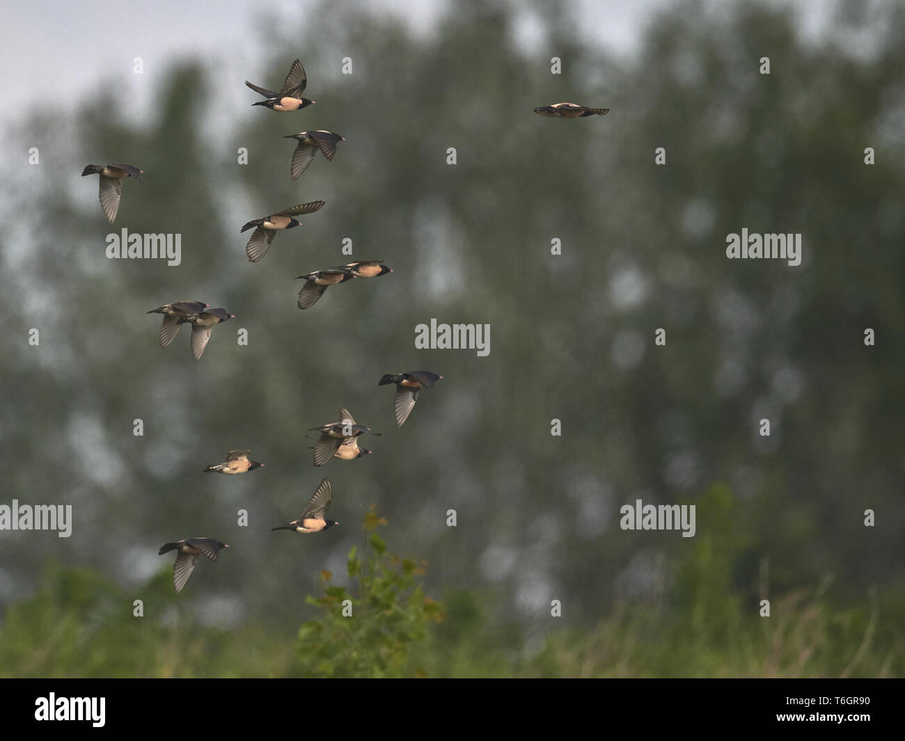 Rosy starling, Pastor roseus Stock Photo - Alamy