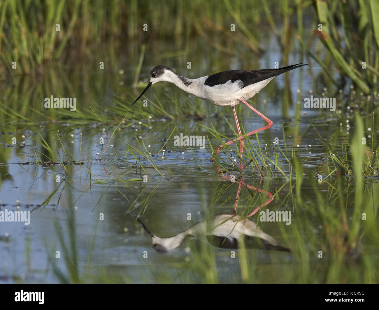 Common Stilt, Himantopus himantopus, North Sea, Europe Stock Photo - Alamy