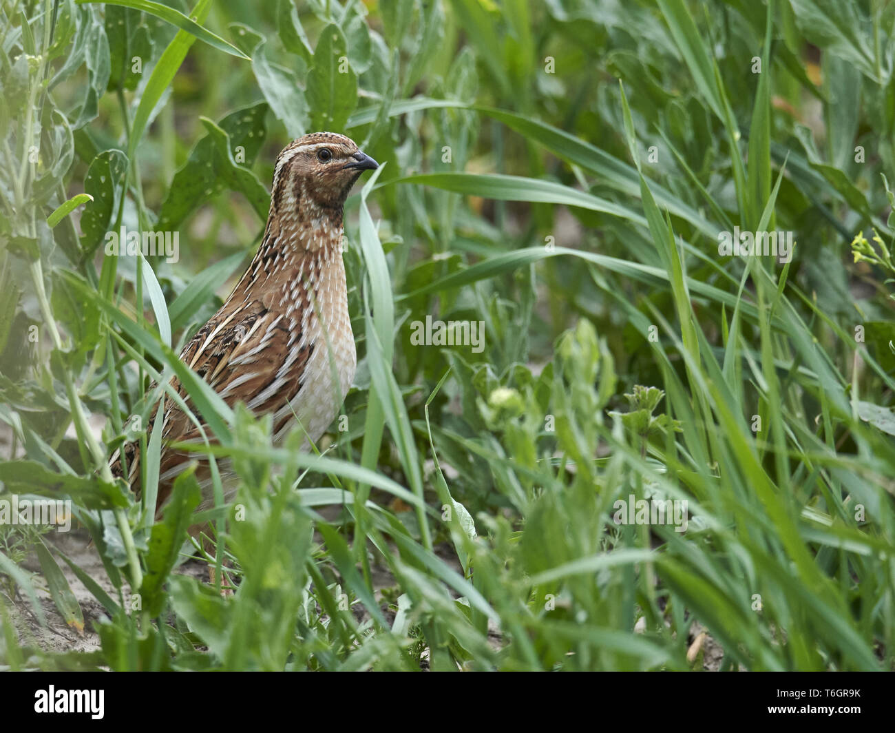 Common quail hi-res stock photography and images - Alamy