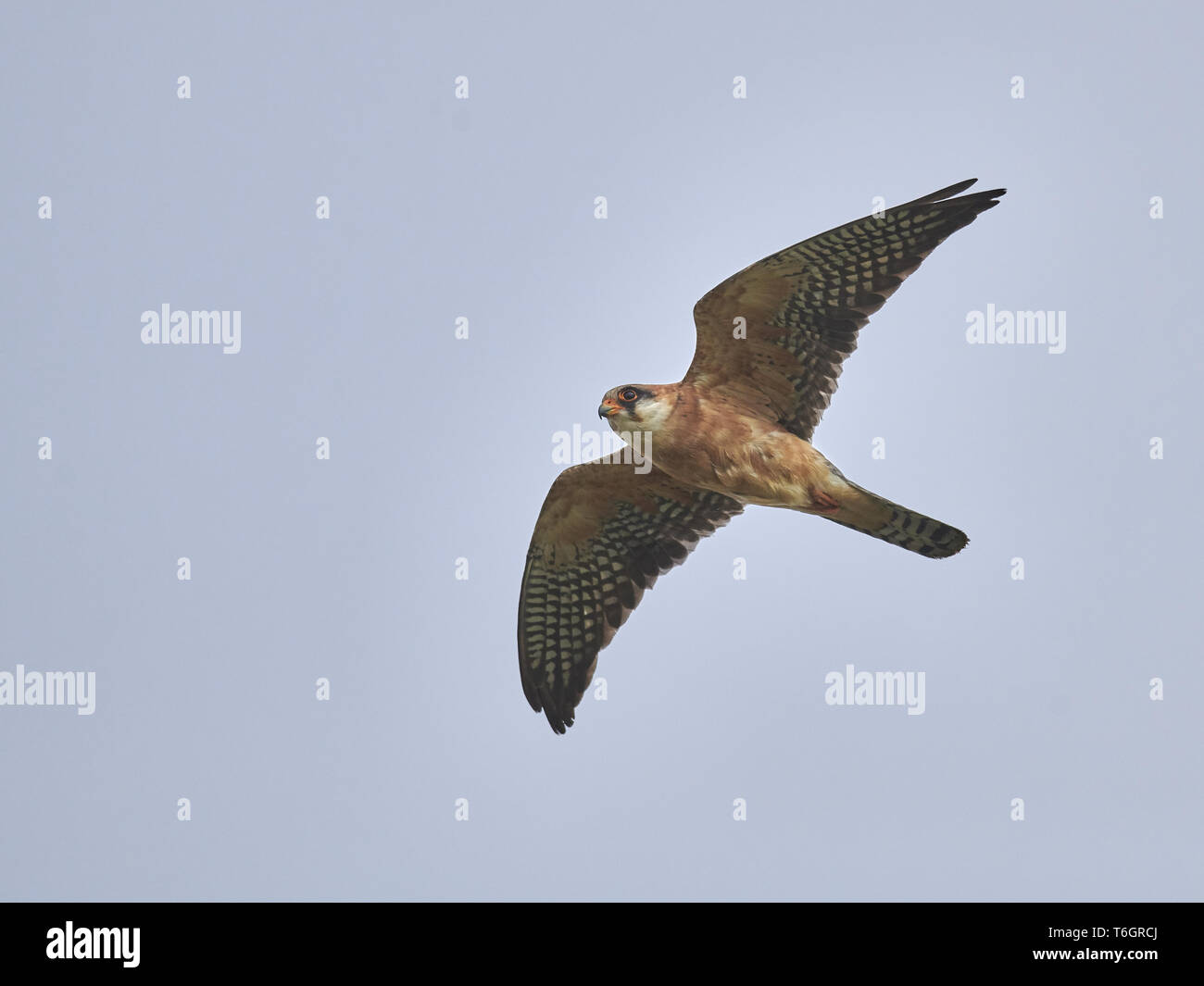 red-footed falcon [Falco vespertinus] Stock Photo - Alamy