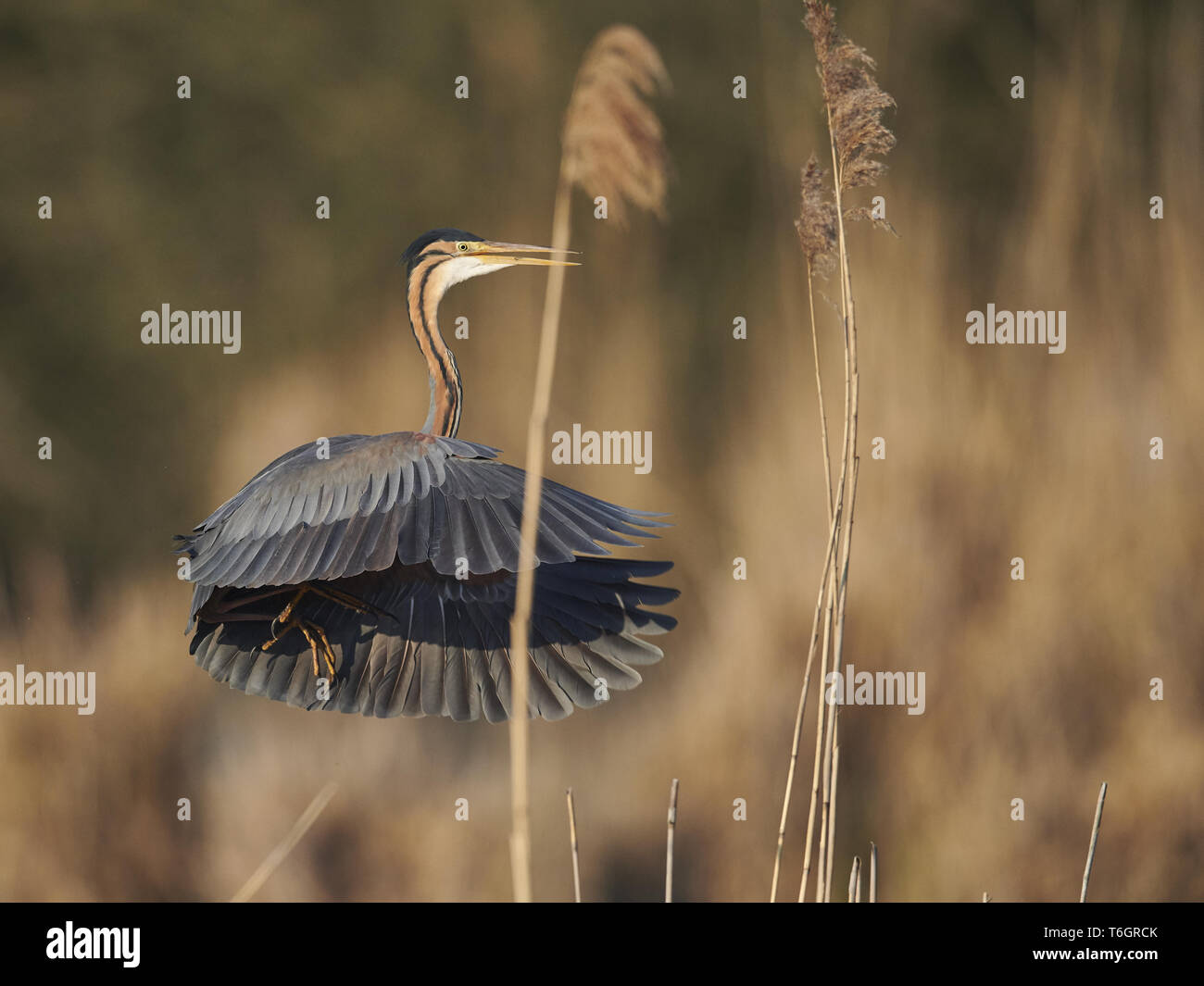 Purple Heron, Ardea purpurea, in hungary, europe Stock Photo - Alamy