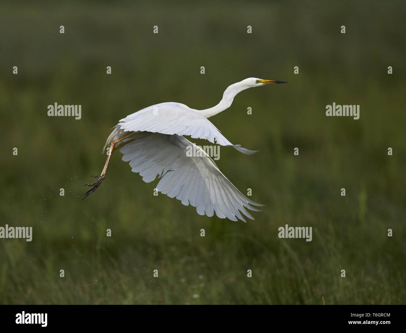 Great egret, Adrea Alba Stock Photo - Alamy