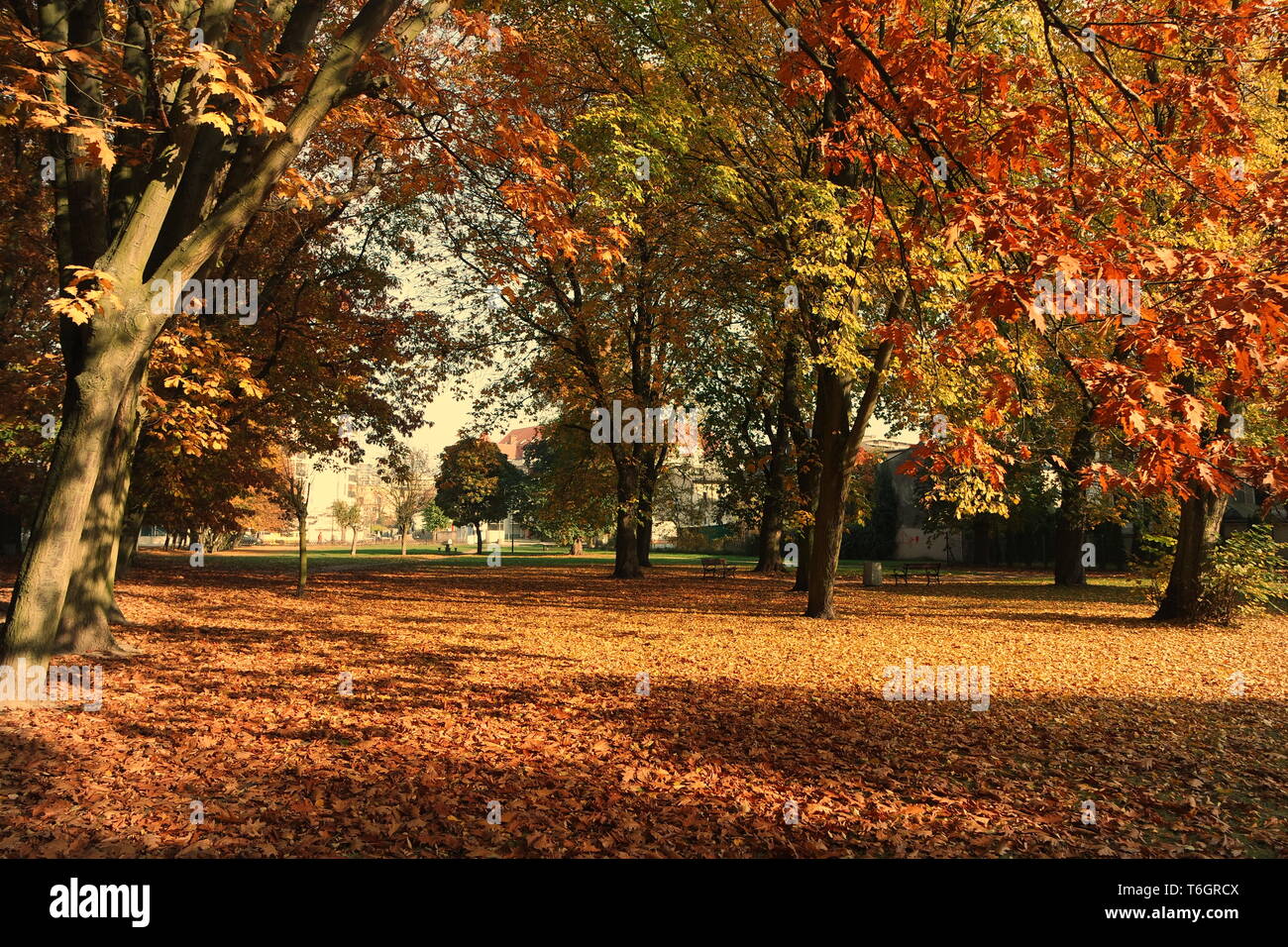 Autumn colors in the park Stock Photo - Alamy