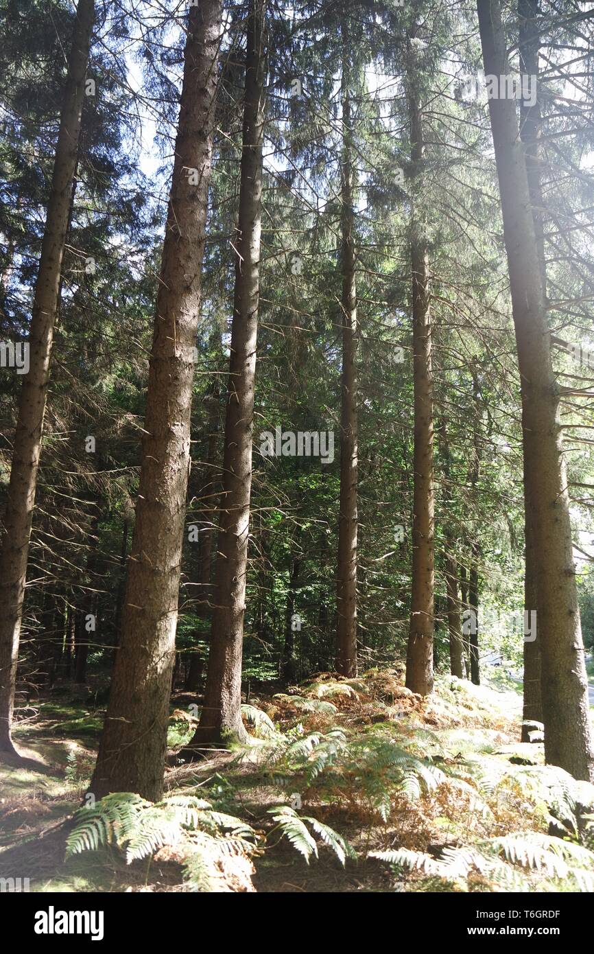 Light fir hi-res stock photography and images - Alamy