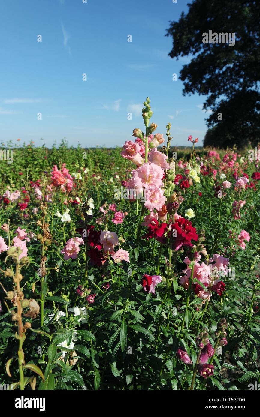Summer and late summer flowers hi-res stock photography and images - Alamy