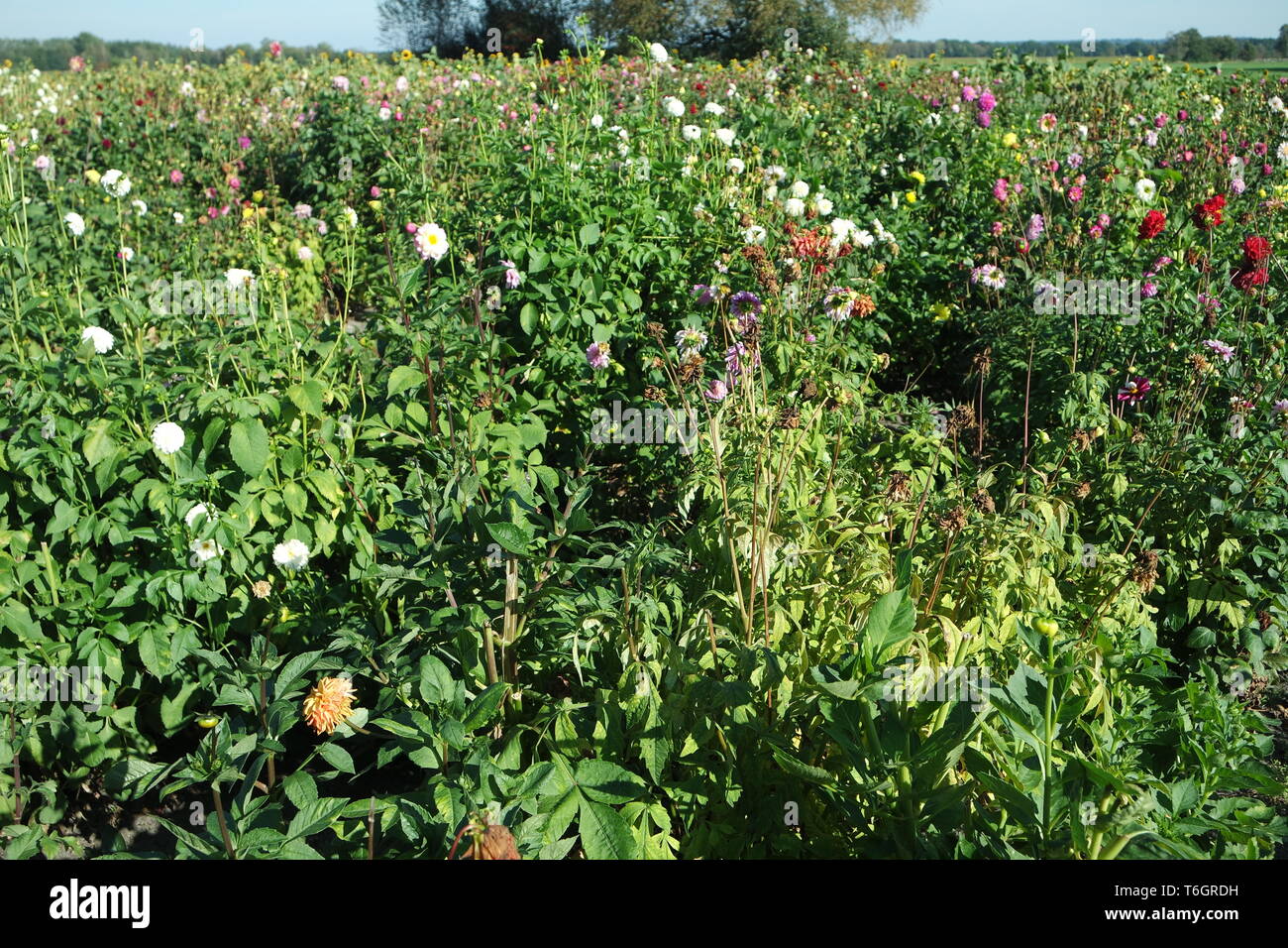Summer and late summer flowers hi-res stock photography and images - Alamy