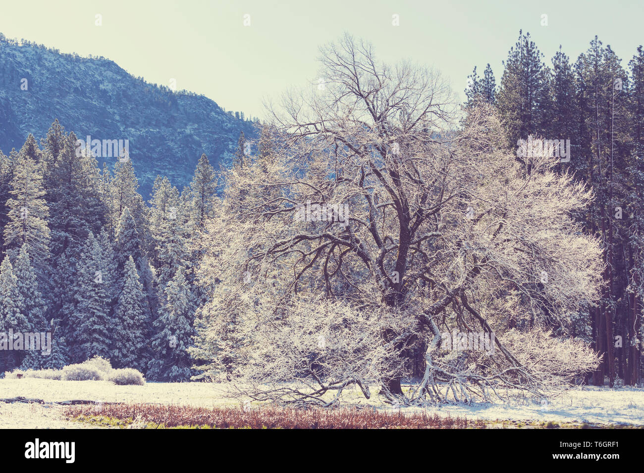 Early spring in Yosemite Stock Photo - Alamy