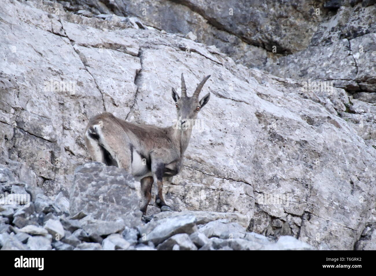capricorn in the rocks Stock Photo - Alamy