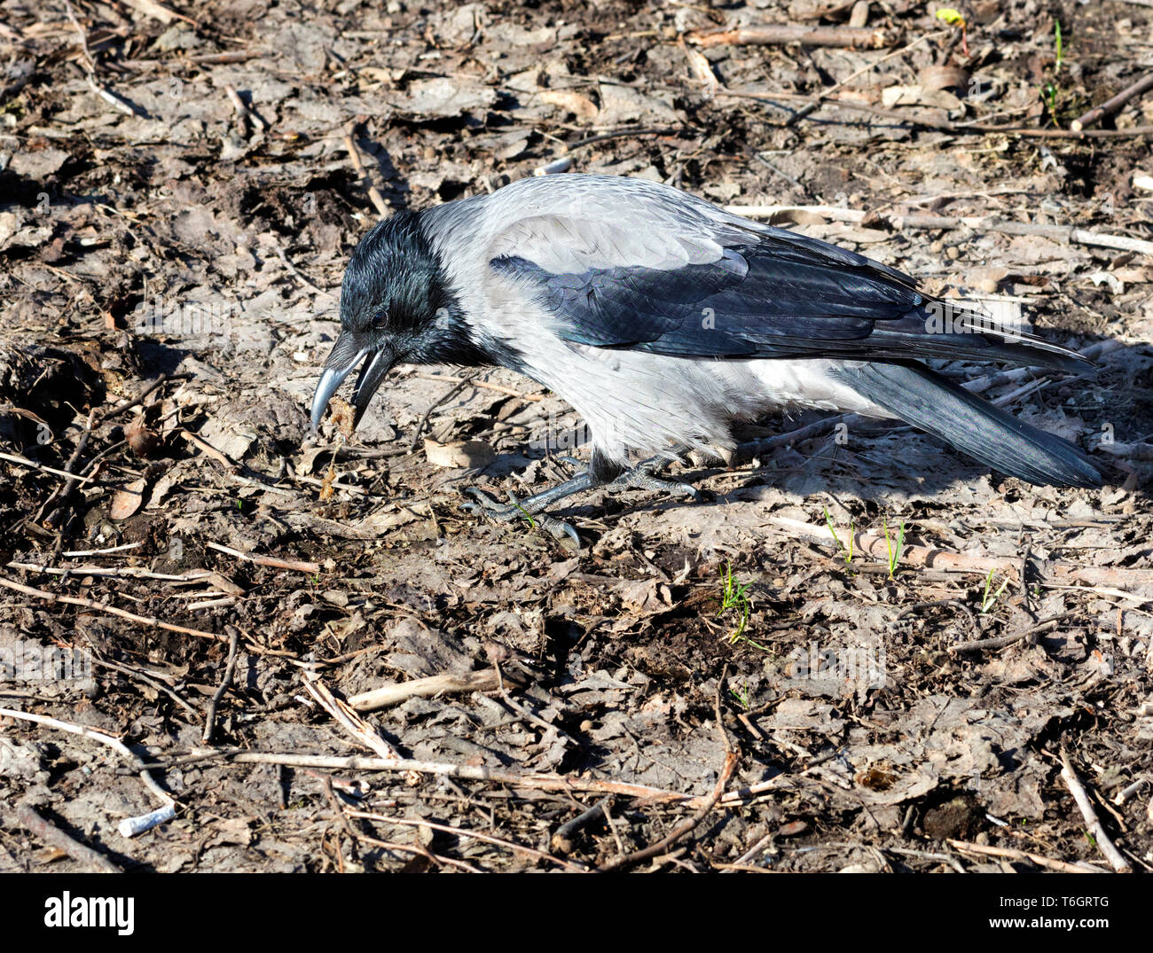 Fledgling crows hi-res stock photography and images - Alamy