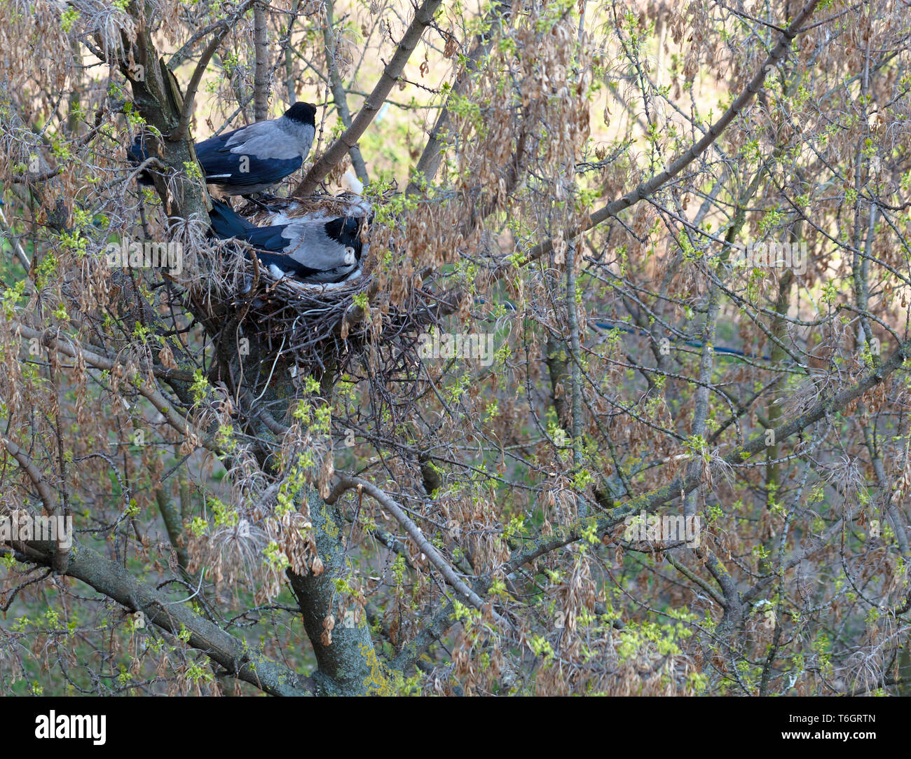 The young crow's family in the early spring dug a nest on a tree and ...